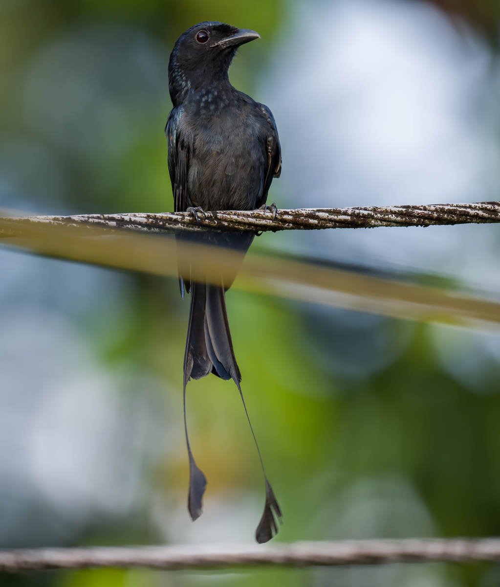 Birding Sepilok, Borneo (Part 2) - 10,000 Birds