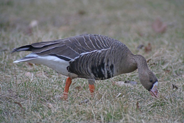 Greater White-fronted Goose in Queens - 10,000 Birds