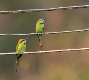Birding Nabang, Yunnan (2) - 10,000 Birds