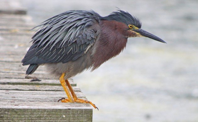 Whoo-Hoo! Green Heron is the 2015 American Birding Association Bird of ...