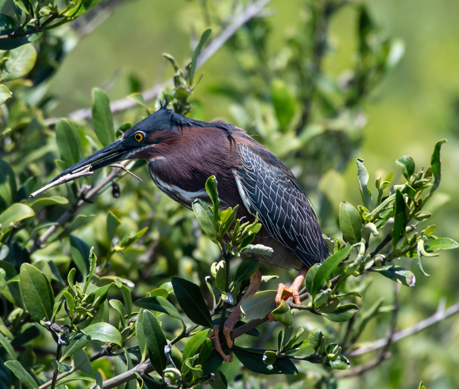 Spring Migration on South Padre Island, Texas - 10,000 Birds