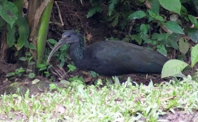 Some Cool and Crazy Waterbirds from Costa Rica - 10,000 Birds