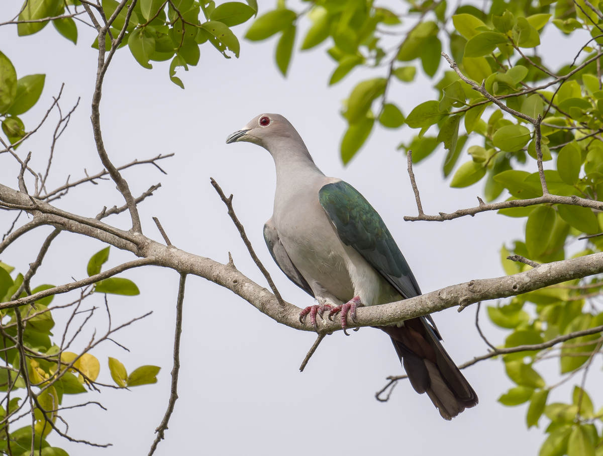 Birding Tanjung Aru Beach, Kota Kinabalu, Malaysia - 10,000 Birds