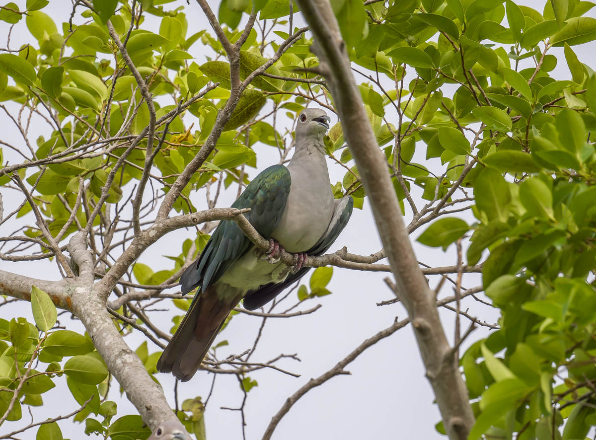 Birding Tanjung Aru Beach, Kota Kinabalu, Malaysia - 10,000 Birds