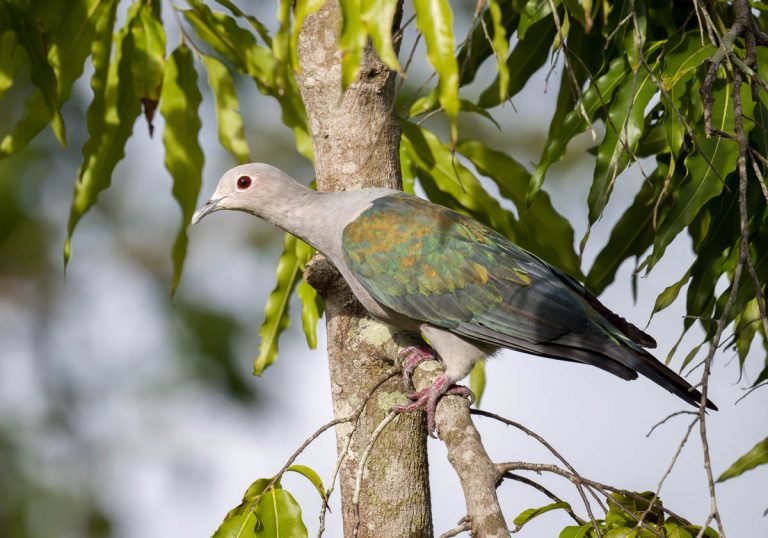 Birding Tanjung Aru Beach, Kota Kinabalu, Malaysia - 10,000 Birds