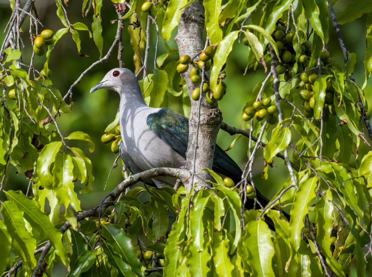 Birding Tanjung Aru Beach, Kota Kinabalu, Malaysia - 10,000 Birds