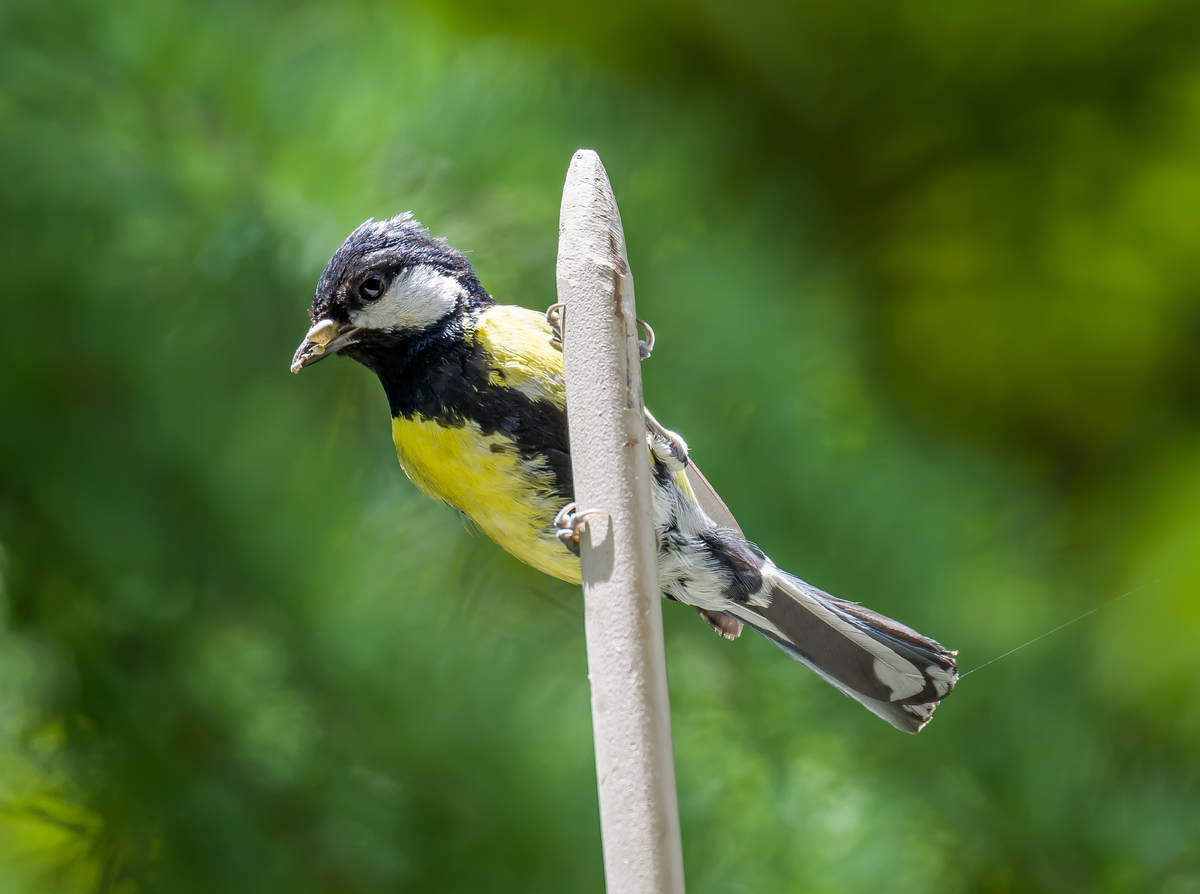 Birding the Wolongshan area in June 2023 - 10,000 Birds