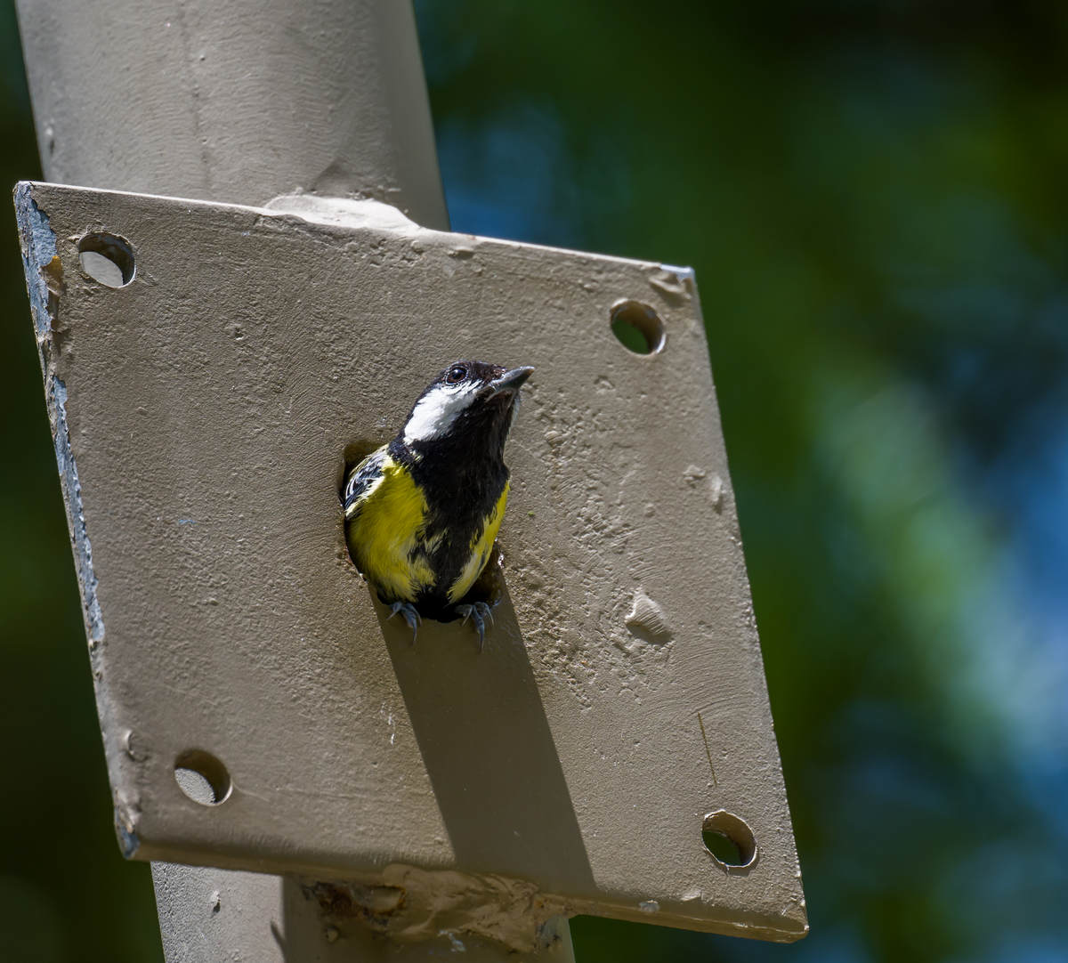 Birding the Wolongshan area in June 2023 - 10,000 Birds