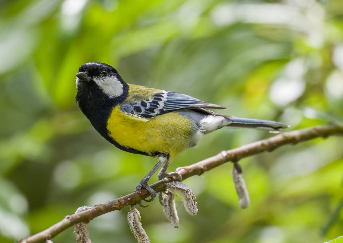 Birding the Wolongshan area in June 2023 - 10,000 Birds