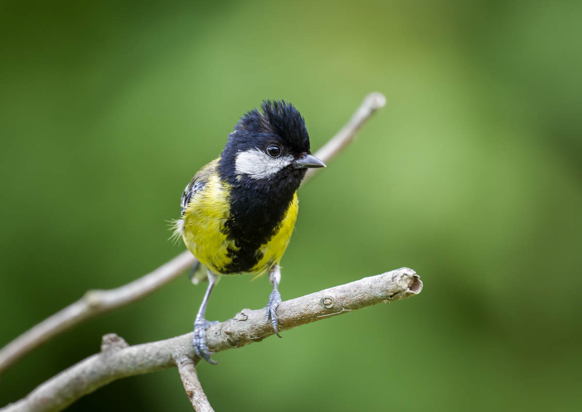 Birding the Wolongshan area in June 2023 - 10,000 Birds