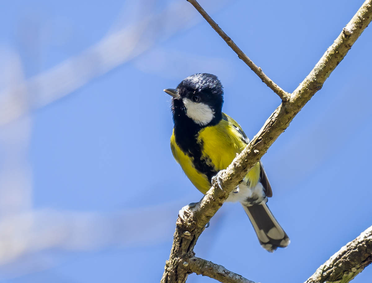 Birding Tongbiguan, Yunnan (part 1) - 10,000 Birds