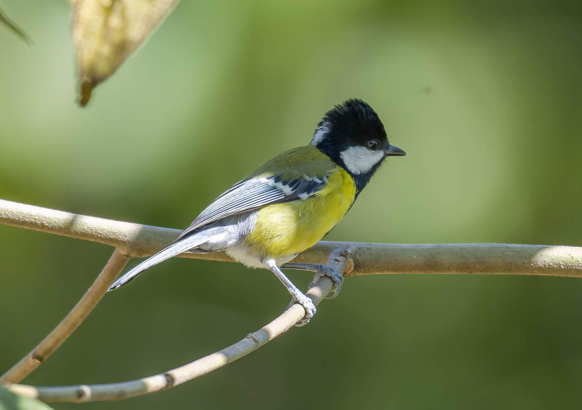 Birding Tongbiguan, Yunnan (part 1) - 10,000 Birds