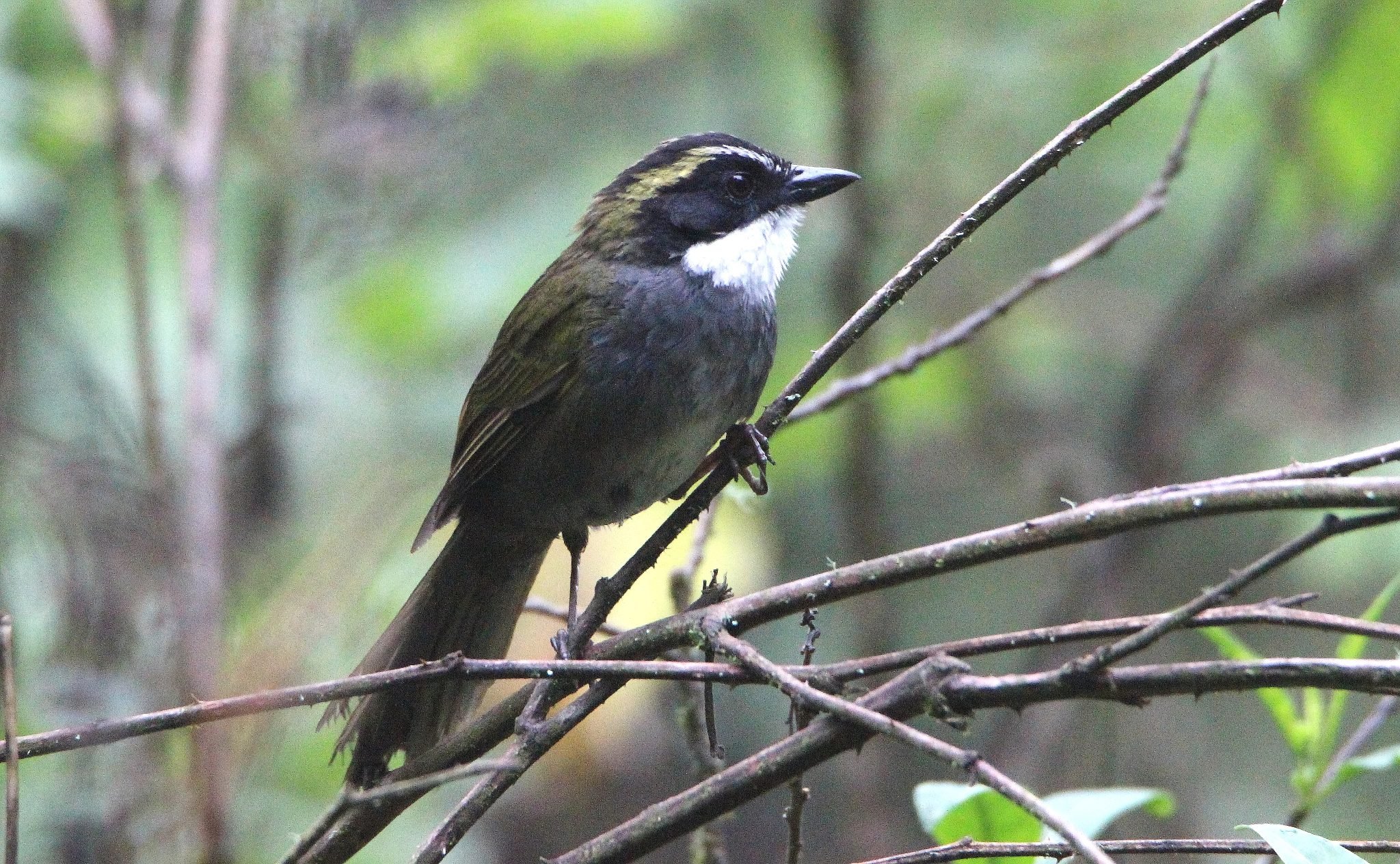 Wood-Wrens - 10,000 Birds