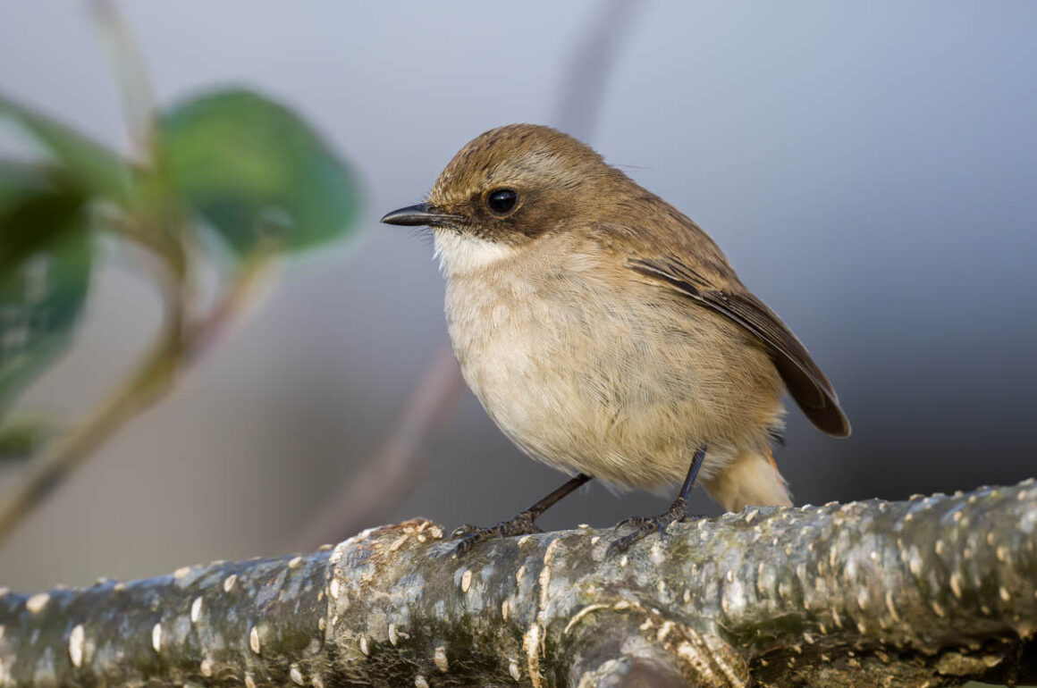 Birding Tongbiguan, Yunnan (part 1) - 10,000 Birds