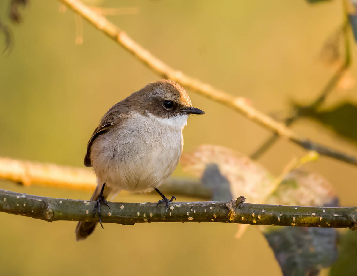 Birding Tongbiguan, Yunnan (part 1) - 10,000 Birds