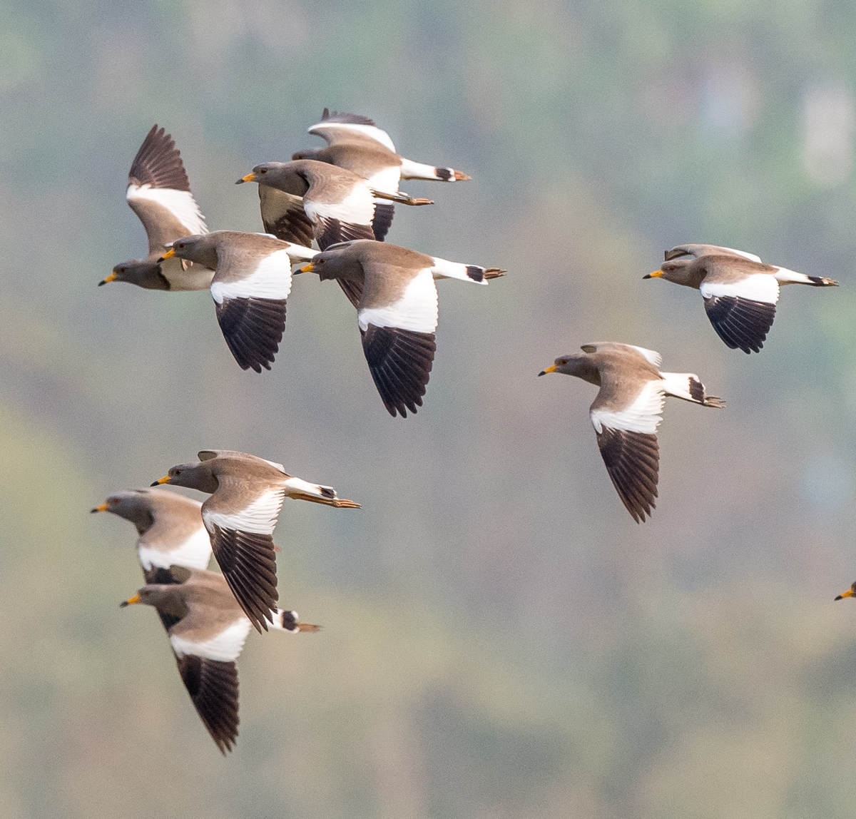 Birding Nabang, Yunnan (1) - 10,000 Birds
