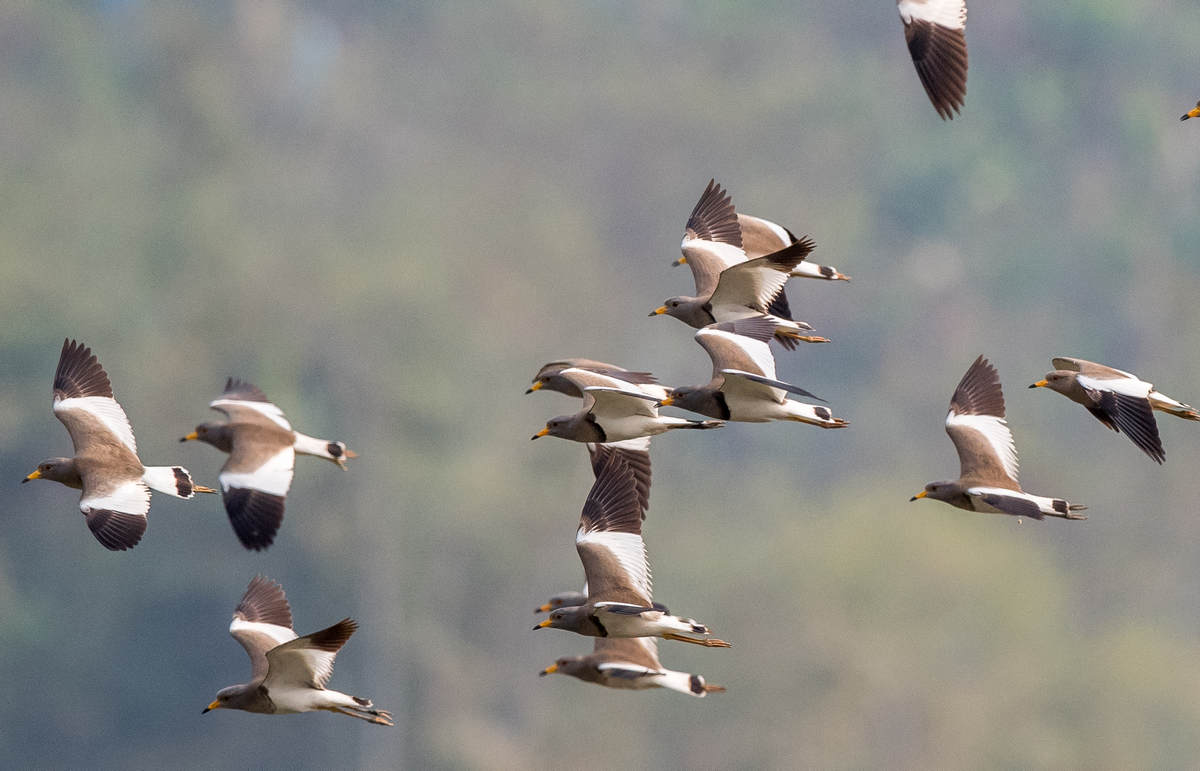 Birding Nabang, Yunnan (1) - 10,000 Birds