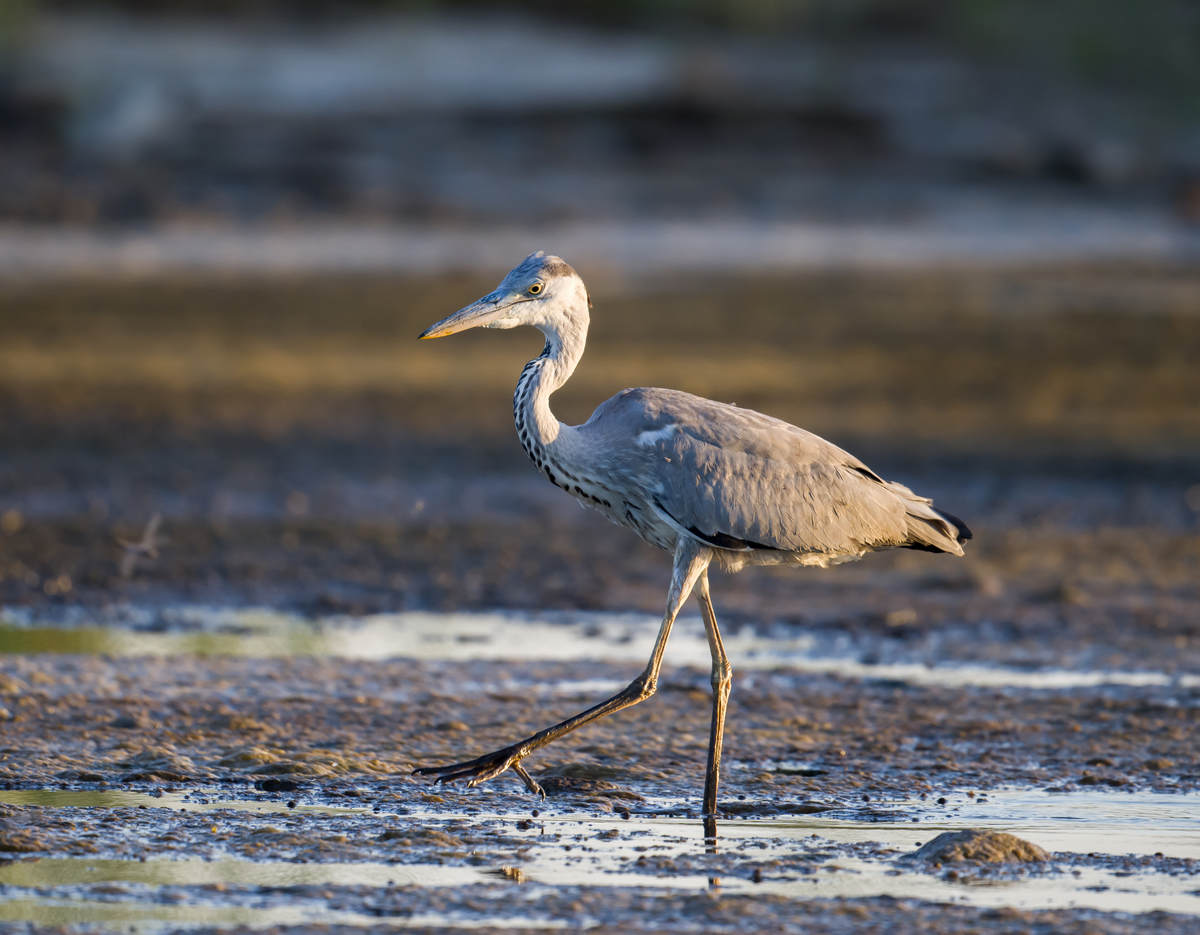 Birding Shanghai in August 2022 - 10,000 Birds