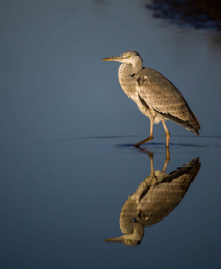 How To Be A (Bad) Birdwatcher – Review - 10,000 Birds