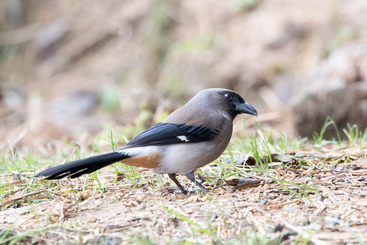 Birding Sanming, Fujian - 10,000 Birds