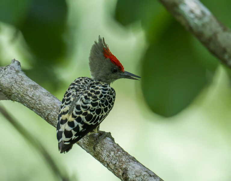 The Polka Dot Woodpecker - 10,000 Birds