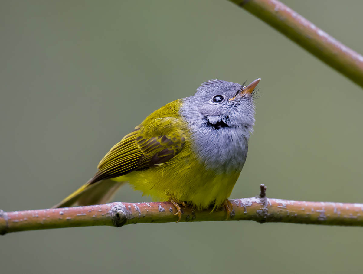 Birding Shanghai in December 2022 - 10,000 Birds