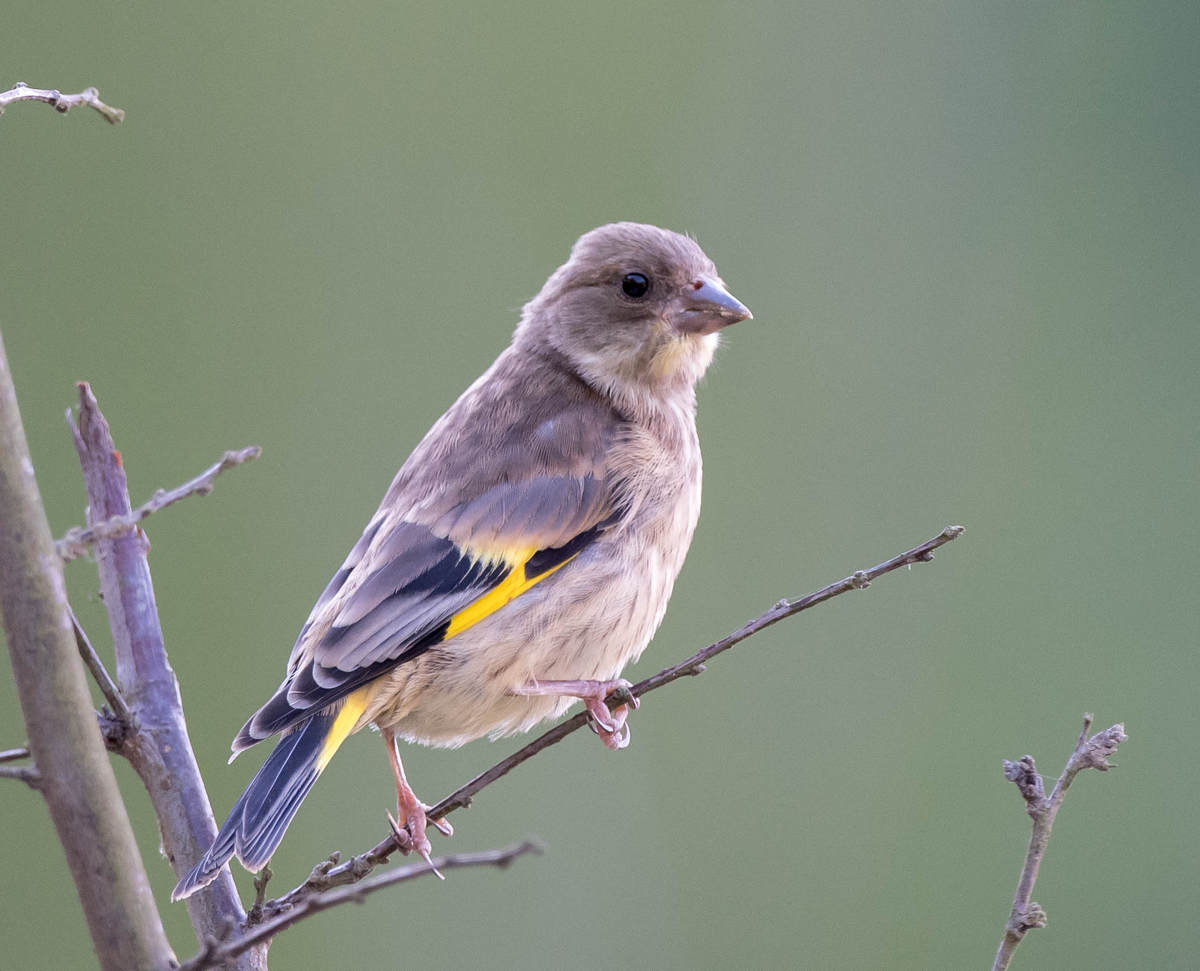 Some common birds of Shennongjia, China - 10,000 Birds