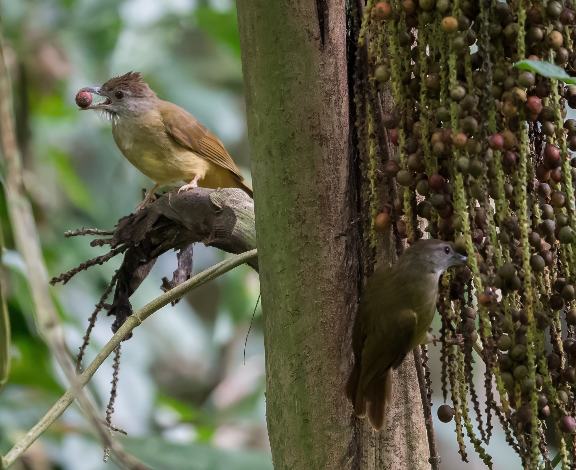 Birding Taman Negara, or the dubious joys of rainforest birding ...
