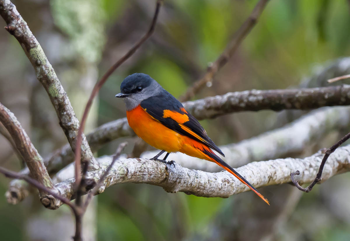 Birding Jianfengling, Hainan (A-H) - 10,000 Birds
