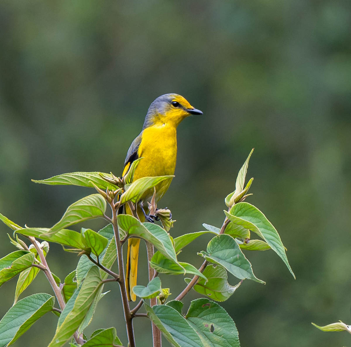 Birding Fuzhou National Forest Park - 10,000 Birds