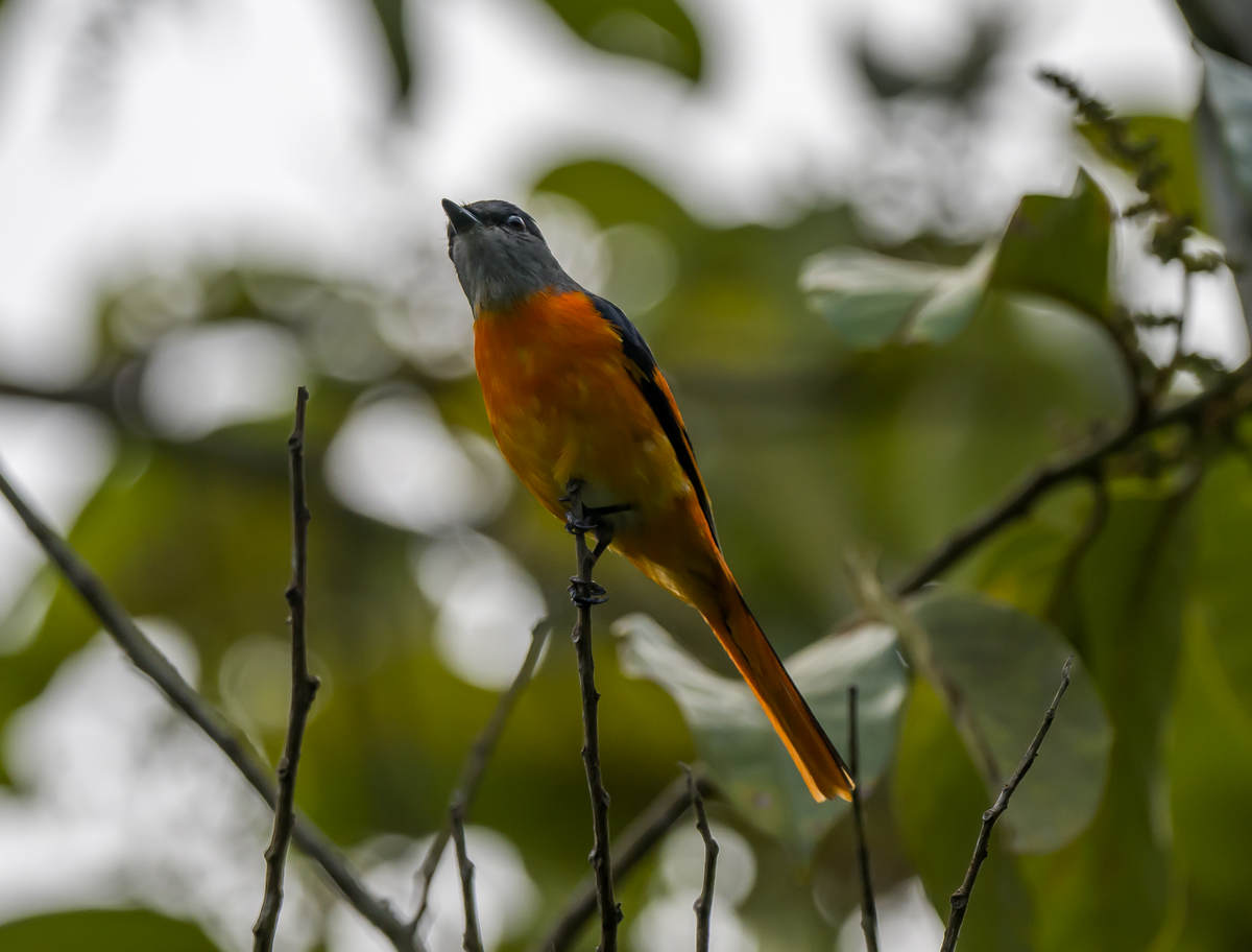 Birding Jianfengling, Hainan (A-H) - 10,000 Birds
