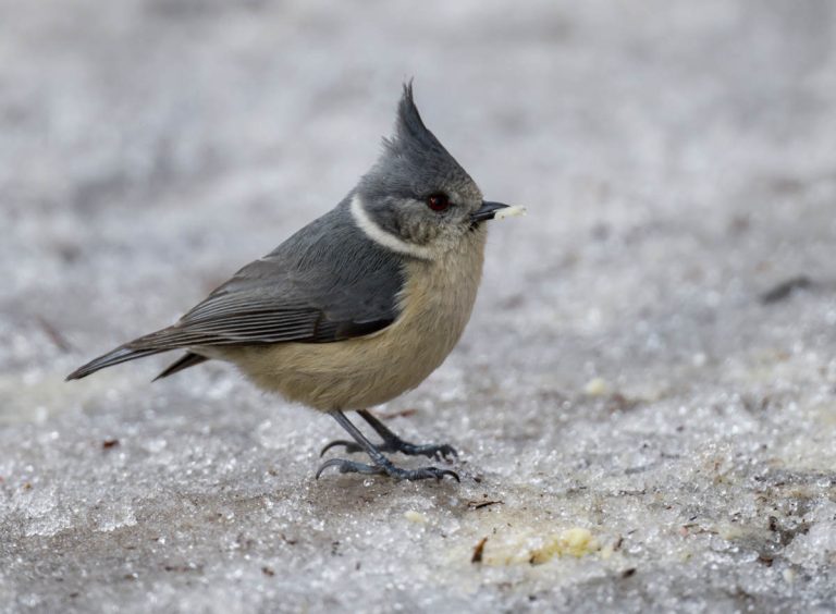 Crested and Proud - 10,000 Birds