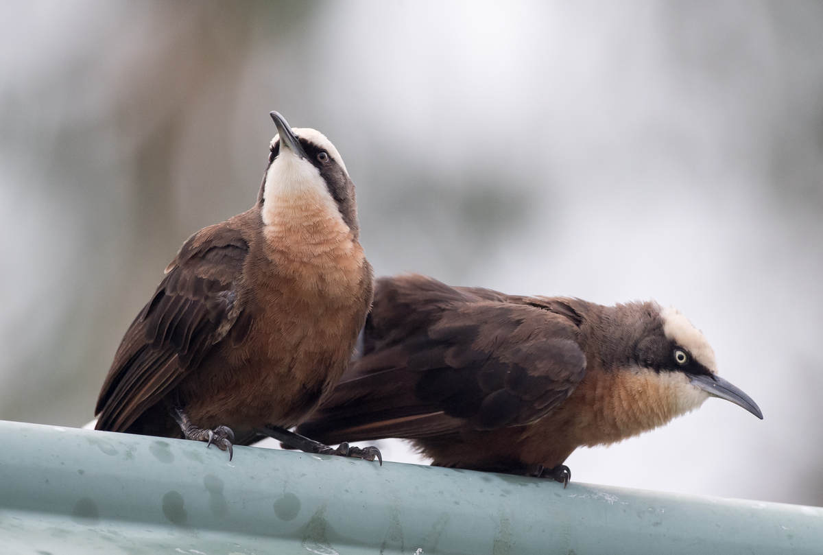 15 Australian Birds (Episode 2) - 10,000 Birds