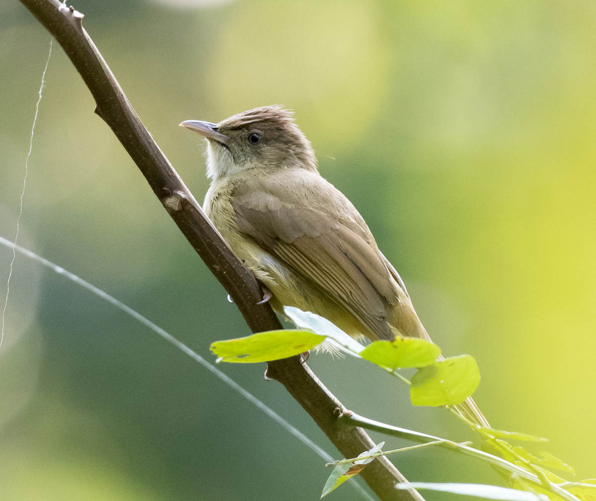 Birding Nabang, Yunnan (2) - 10,000 Birds