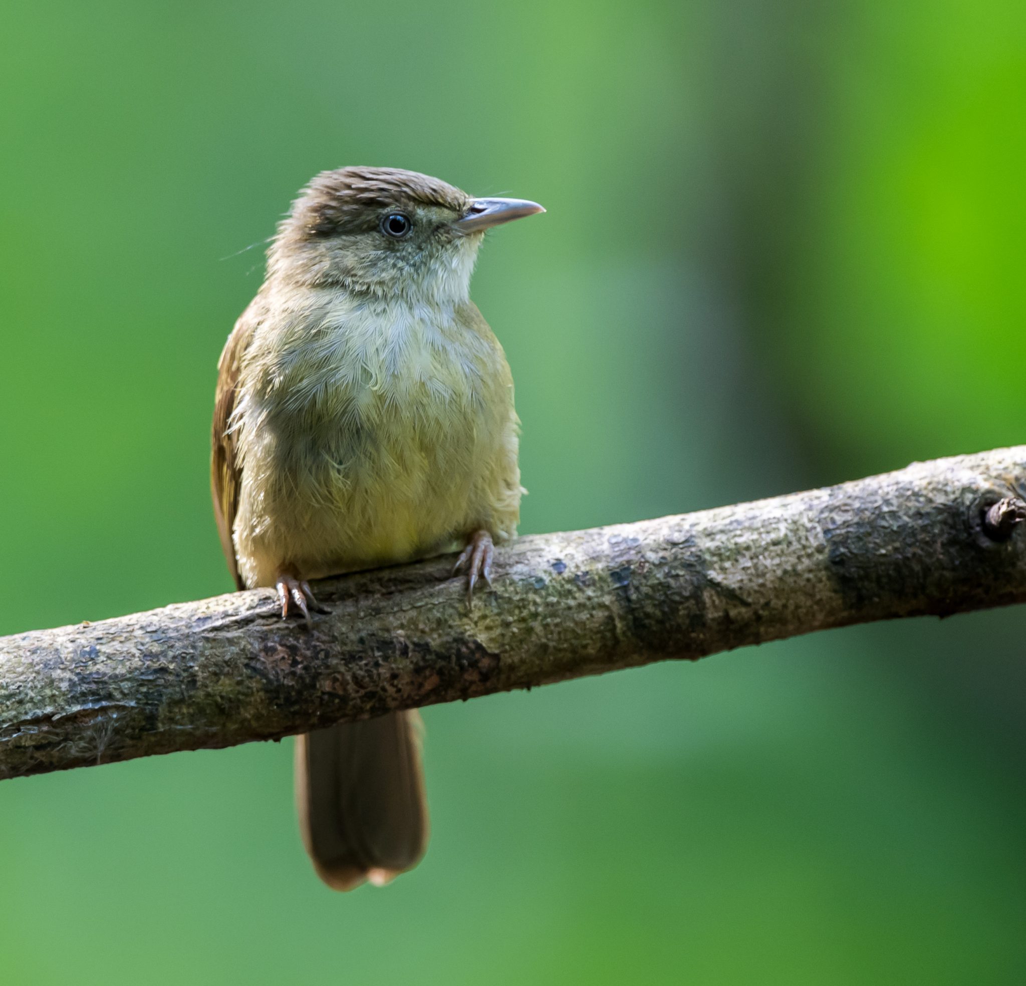 Pycnonotidae: A Critical Review - 10,000 Birds