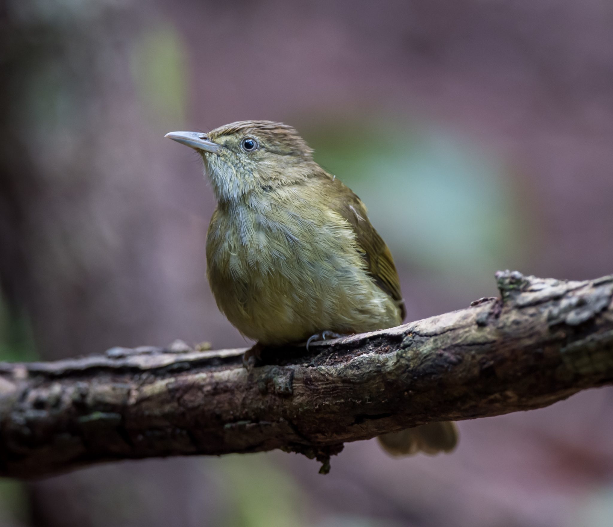 Pycnonotidae: A Critical Review - 10,000 Birds