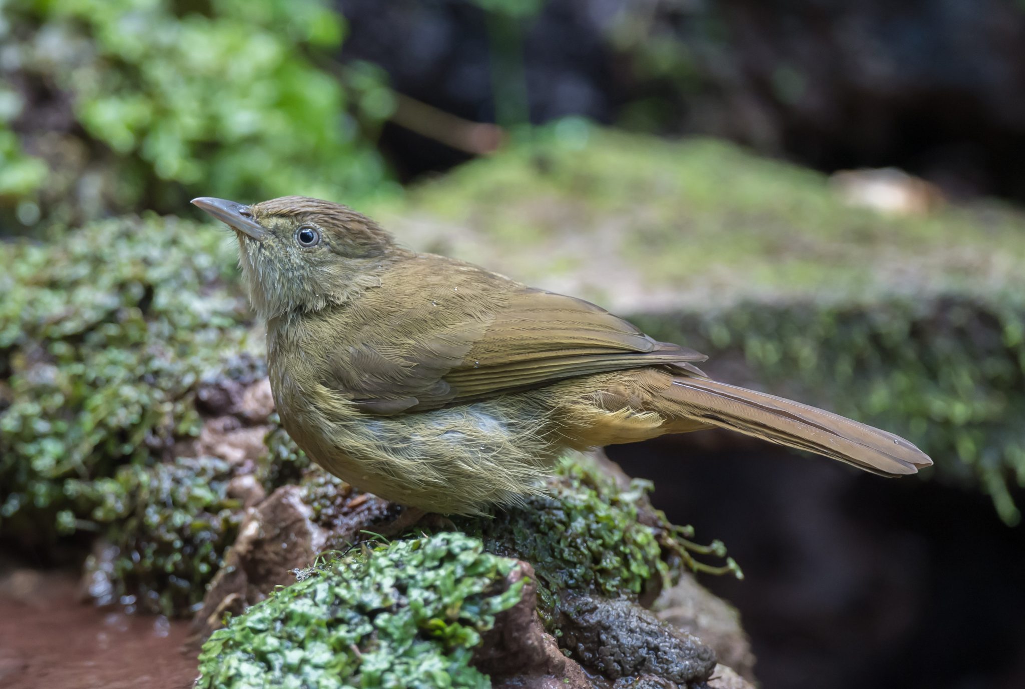 Pycnonotidae: A Critical Review - 10,000 Birds