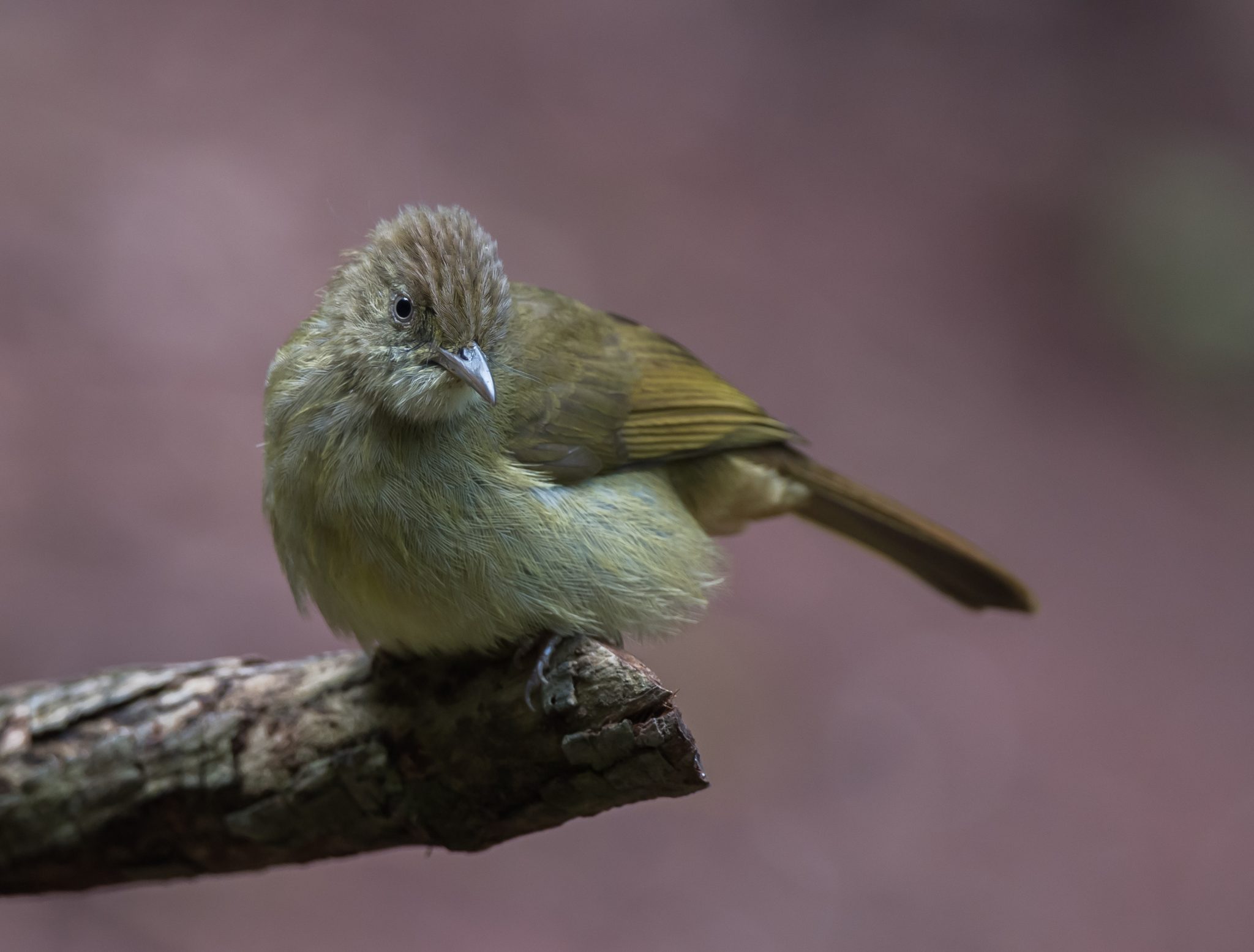 Pycnonotidae: A Critical Review - 10,000 Birds