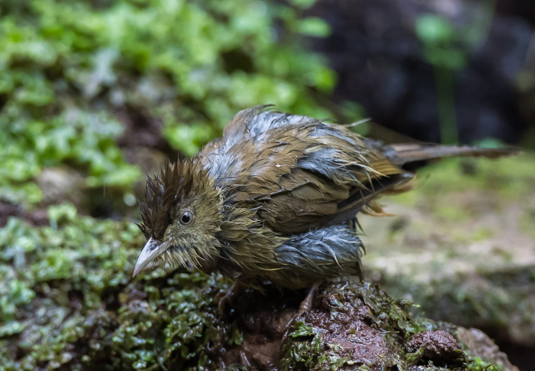 Wet Birds - 10,000 Birds