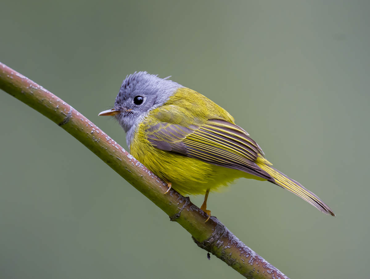 Birding Shanghai in December 2022 - 10,000 Birds