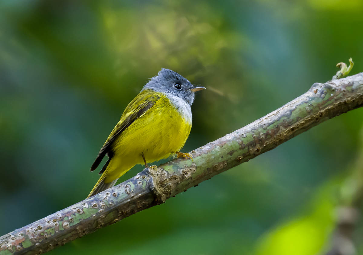 Birding Tongbiguan, Yunnan (part 2) - 10,000 Birds