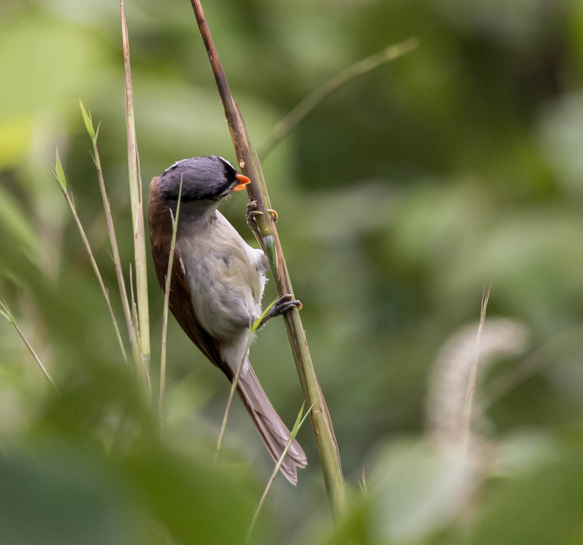 Birding Wuyuan, China - 10,000 Birds