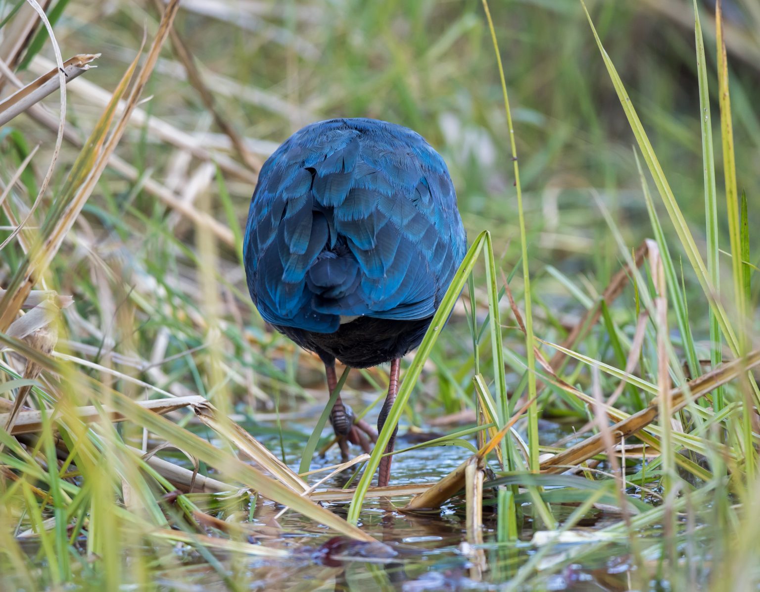 The Metamorphosis - 10,000 Birds