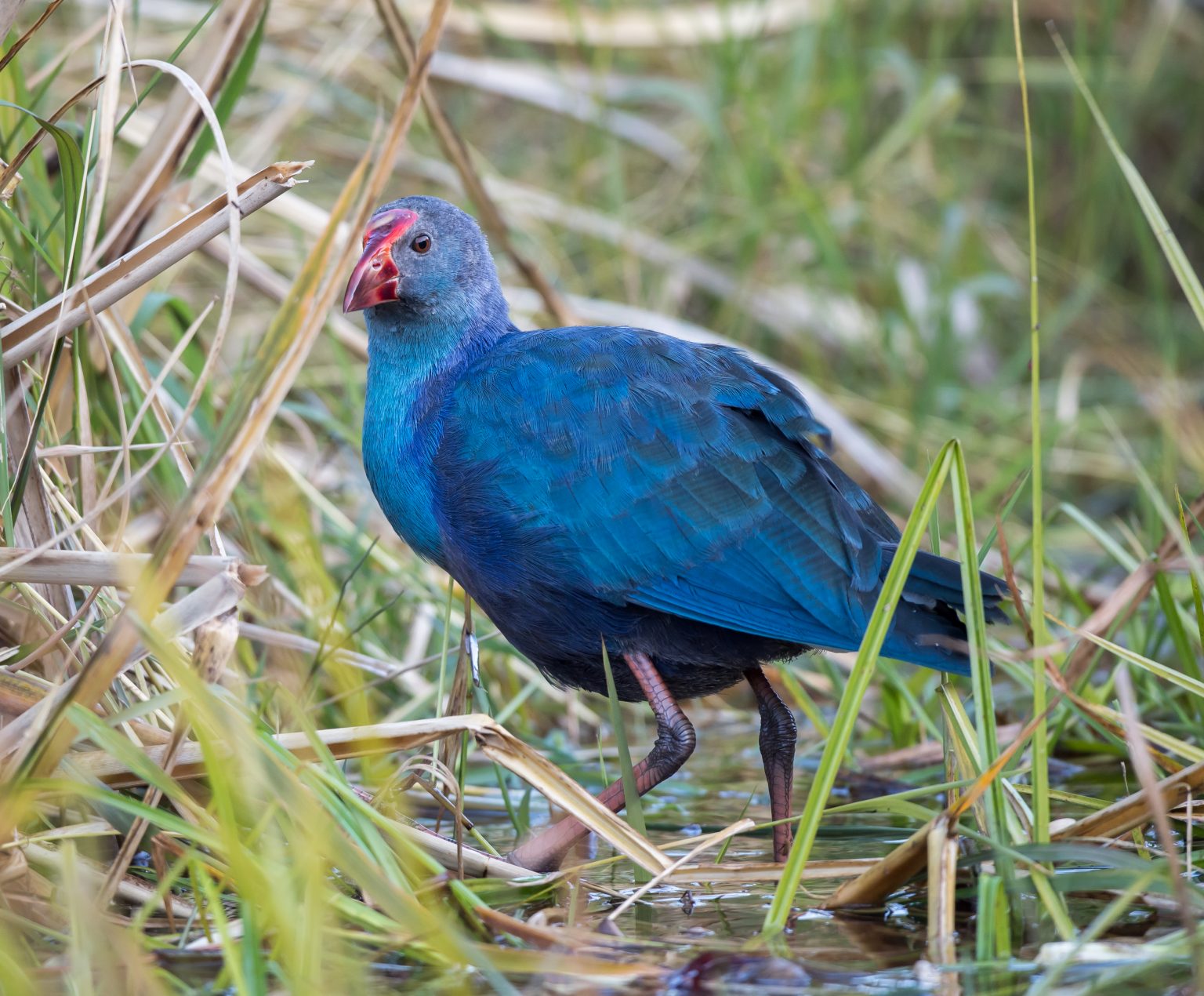 The Metamorphosis - 10,000 Birds