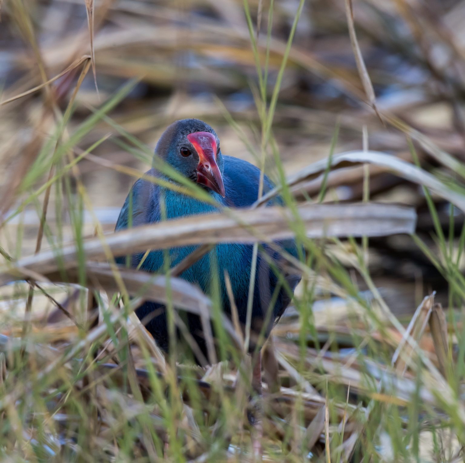 The Metamorphosis - 10,000 Birds