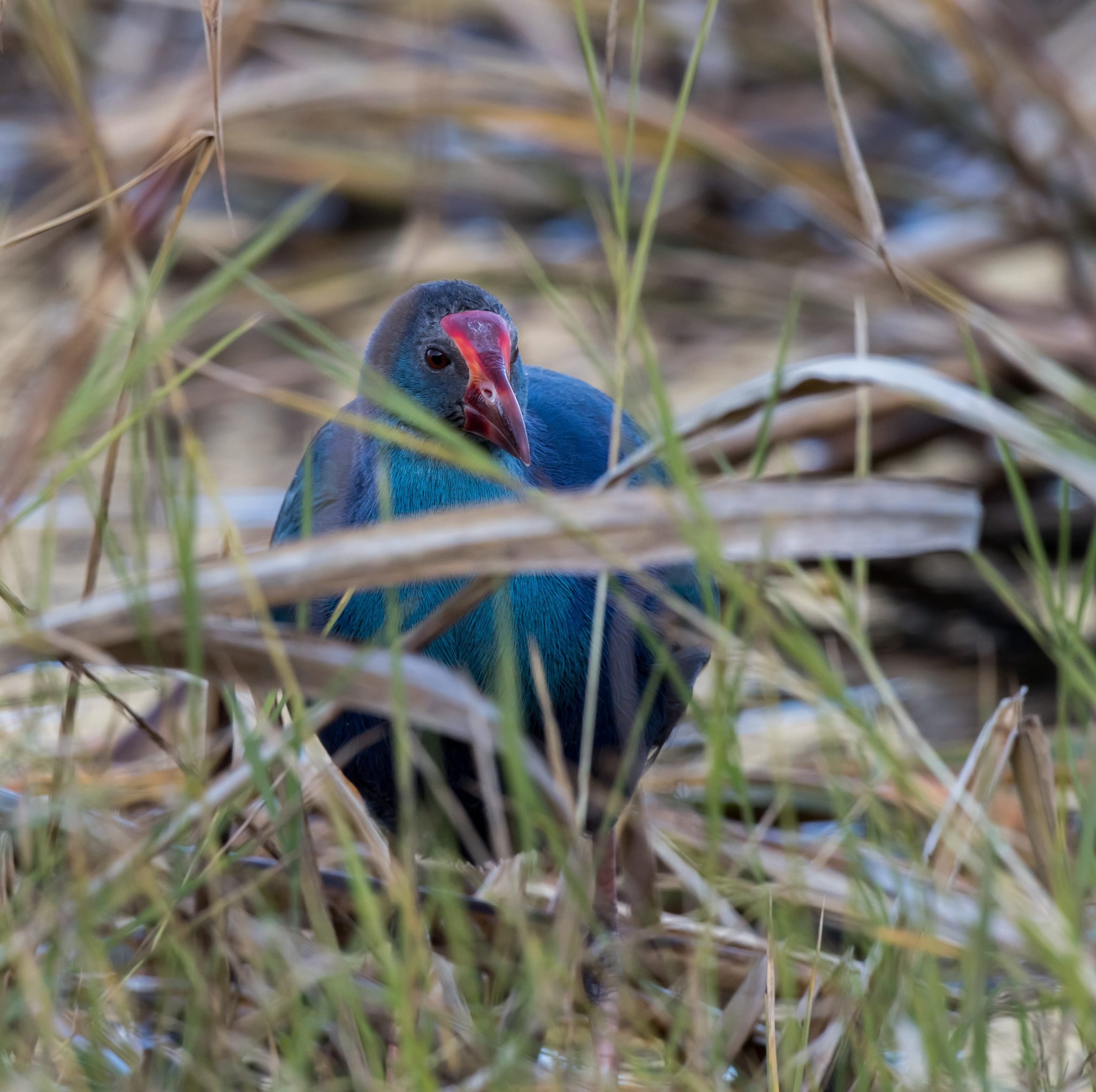 The Metamorphosis - 10,000 Birds