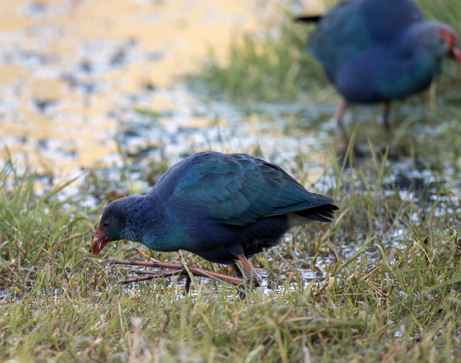 The Metamorphosis - 10,000 Birds