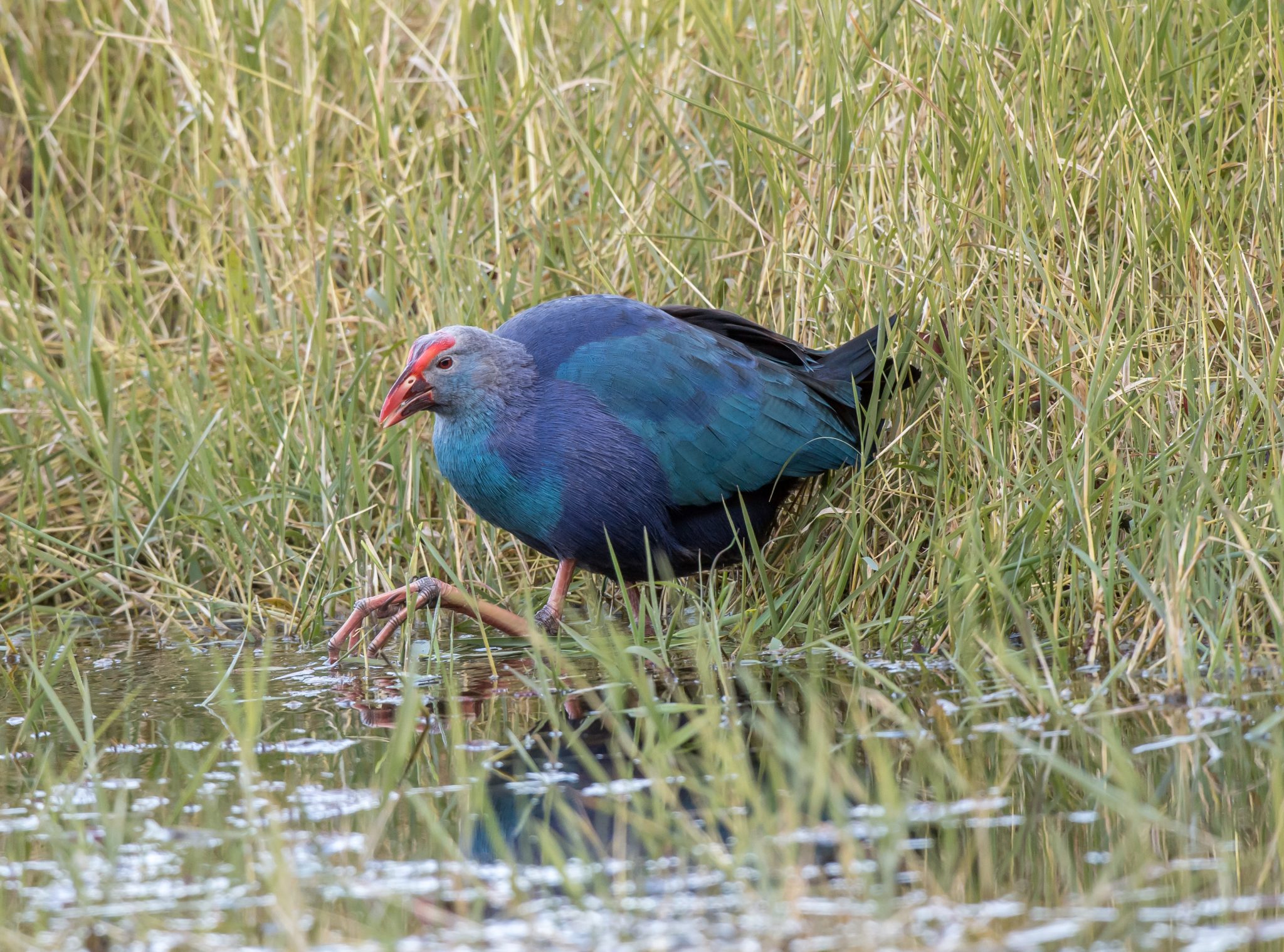 The Metamorphosis - 10,000 Birds