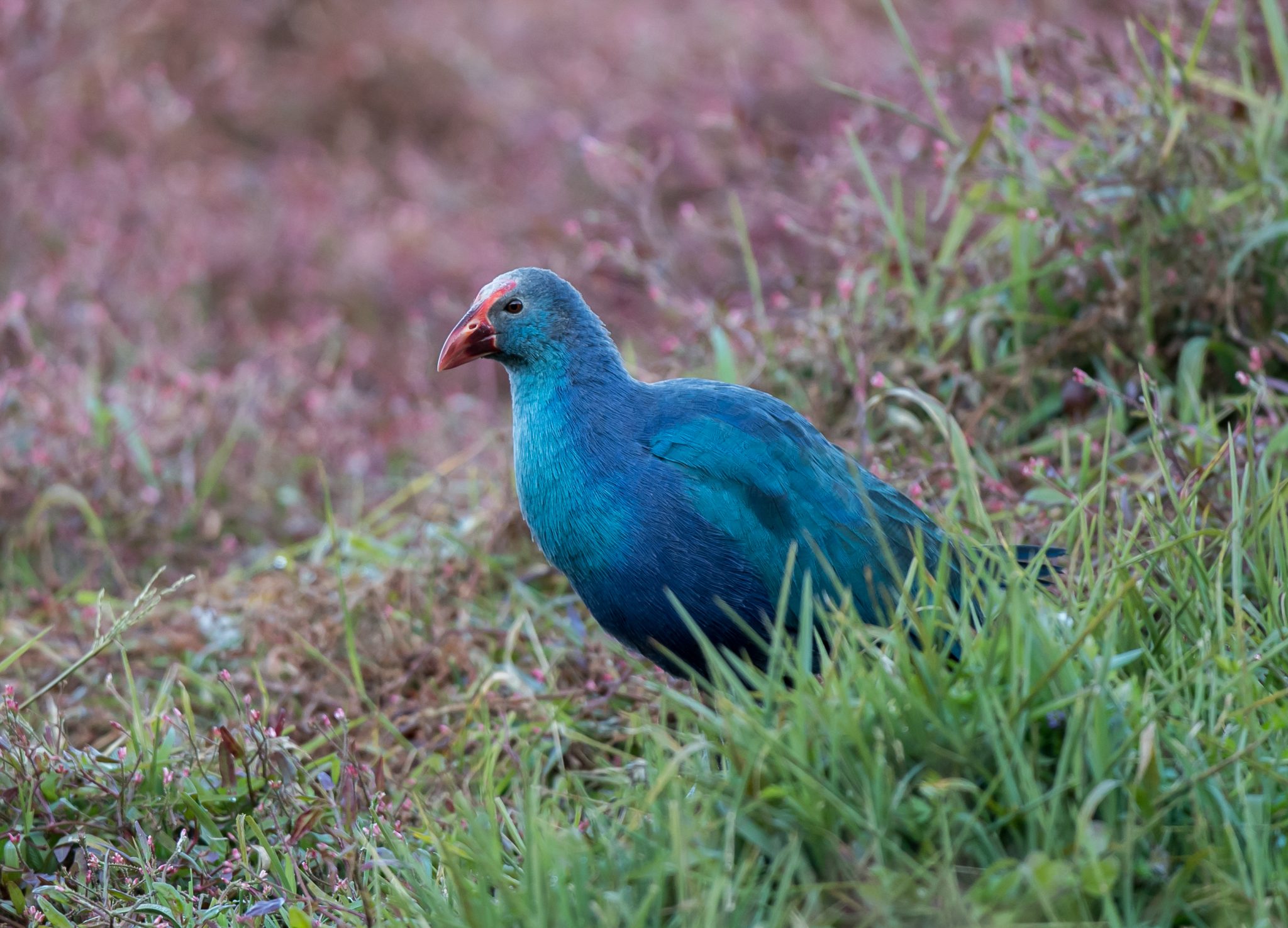 The Metamorphosis - 10,000 Birds