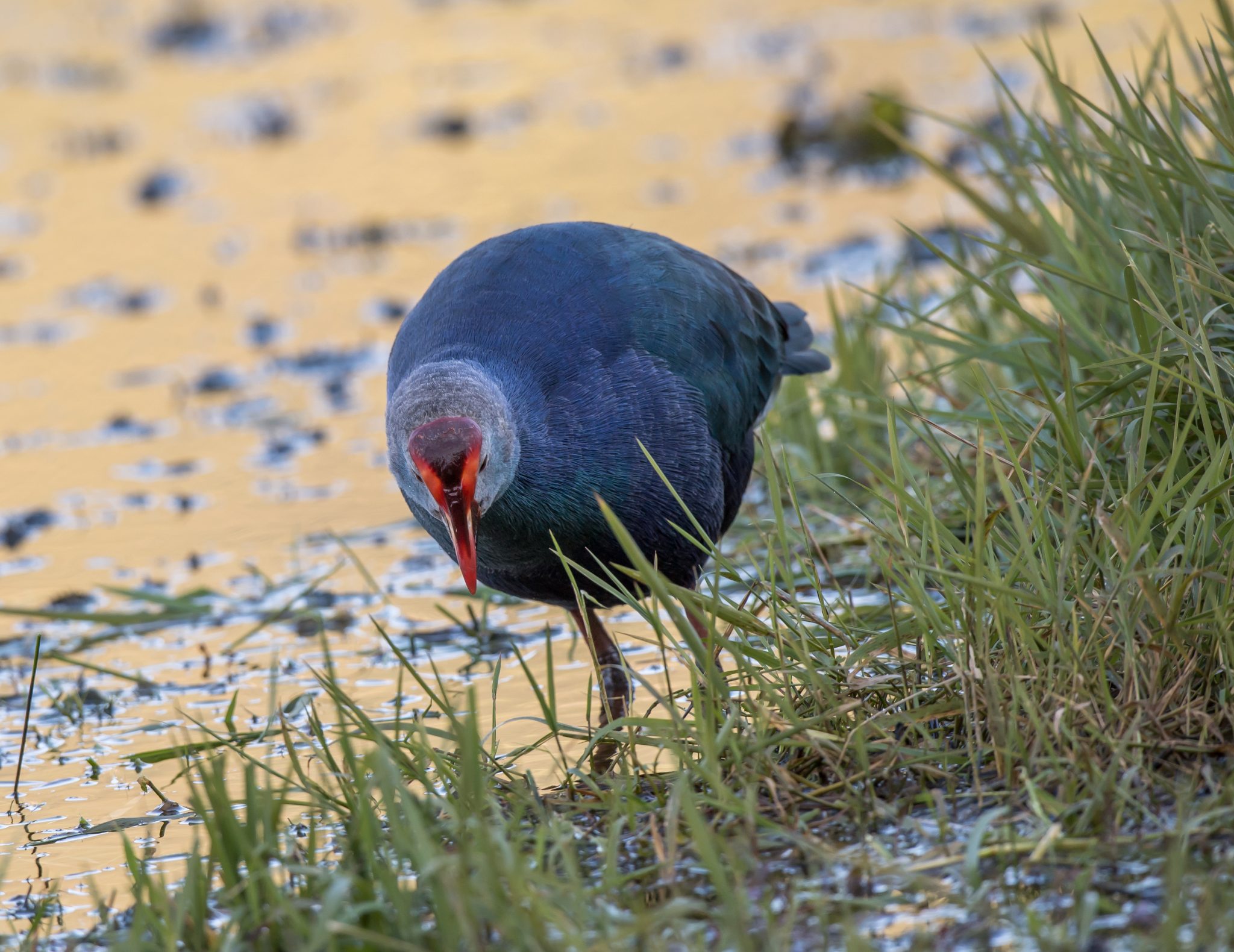 The Metamorphosis - 10,000 Birds